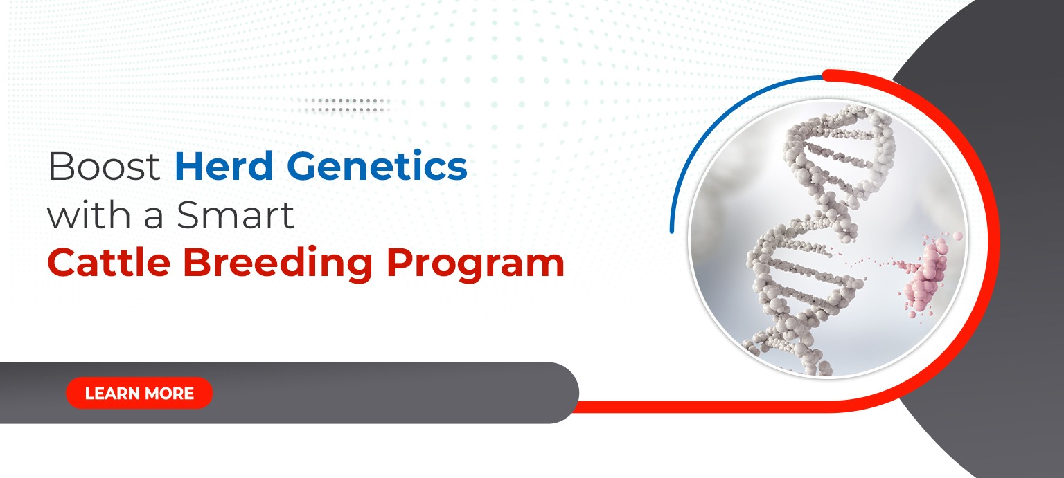 Enhance Herd Genetics with a Smart Cattle Breeding Program