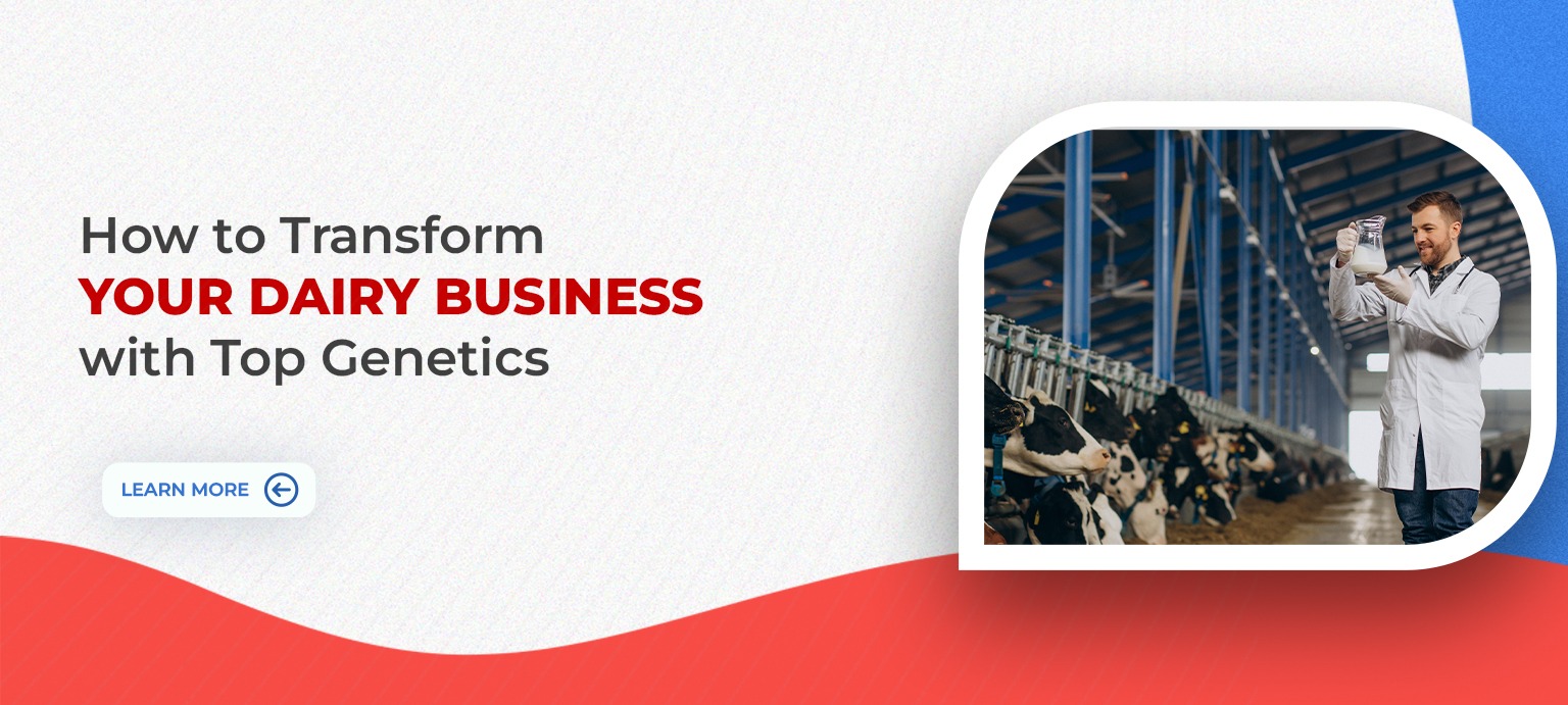 How to Improve Your Dairy Business with Top Genetics