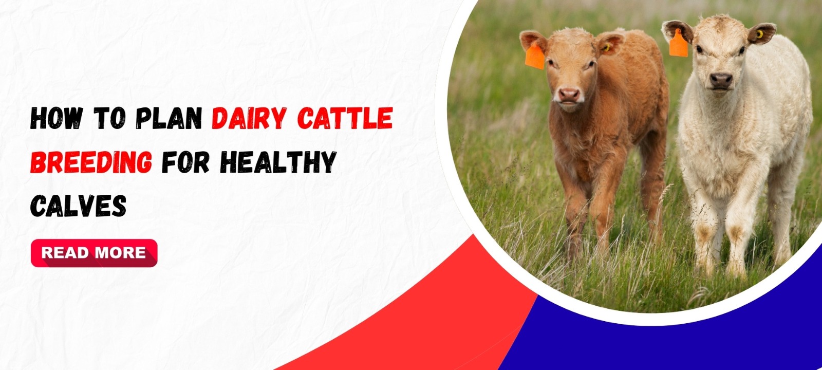 How to Plan Dairy Cattle Breeding for Healthy Calves | Accuvance