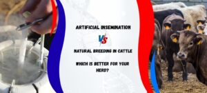 Artificial Insemination vs Natural Breeding in Cattle: Which Is Better